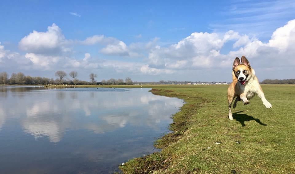 Wolvercote Meadow and Port Meadow - Wolvercote.org